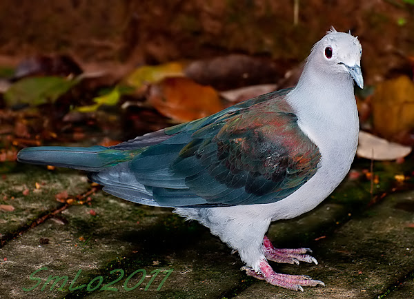 Grey Imperial Pigeon . | Project Noah
