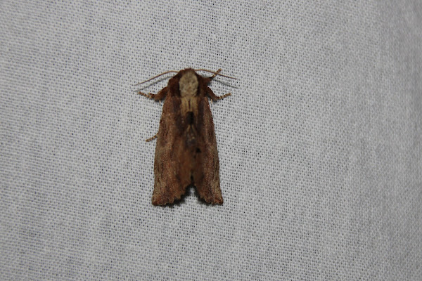 Coxcomb Prominent | Project Noah