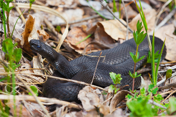 Nikolsky's Adder | Project Noah