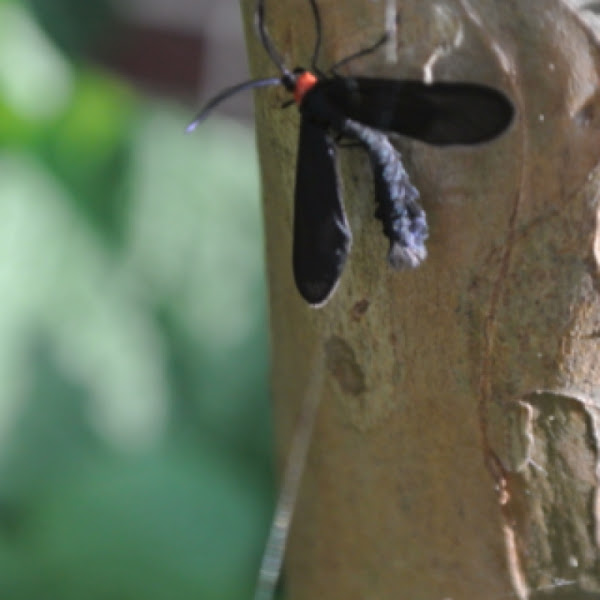 Grape-leaf Skeletonizer Moth | Project Noah