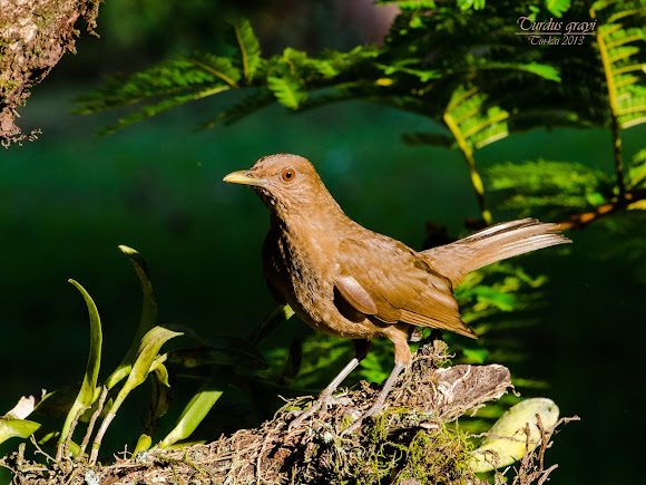 Clay-colored Robin | Project Noah