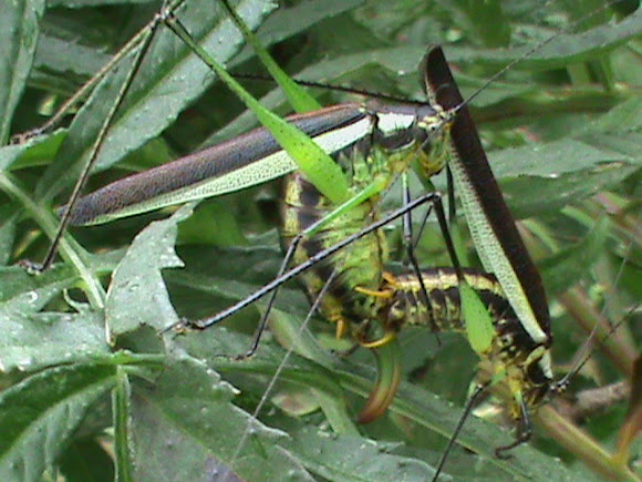 grasshopper | Project Noah