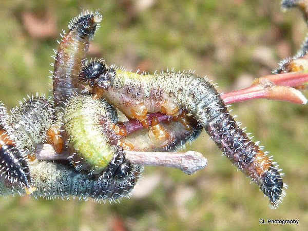Sawfly Larva or 'Spitfire' Grubs | Project Noah