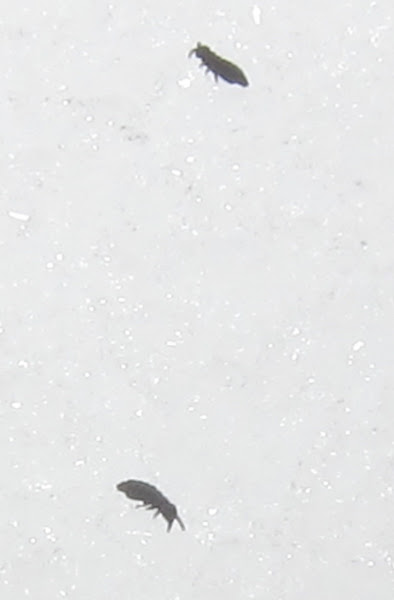 Snow Fleas | Project Noah