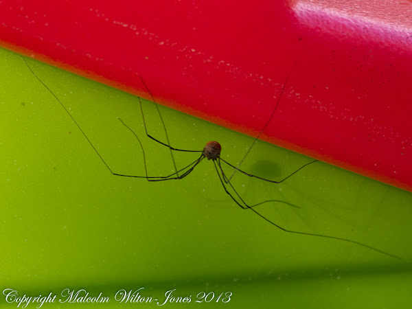 Harvest Spider | Project Noah