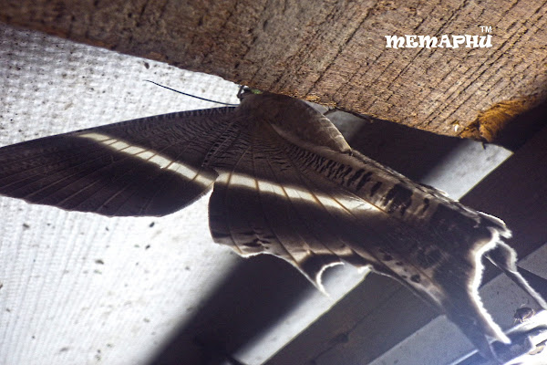 Giant Uraniid Moth | Project Noah