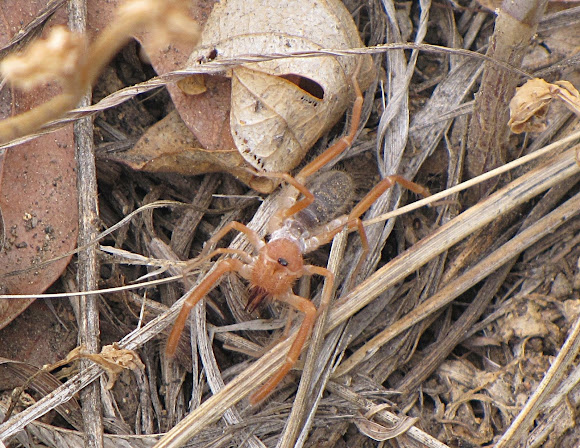 Solifuge | Project Noah