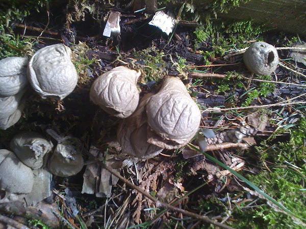 Fungi | Project Noah