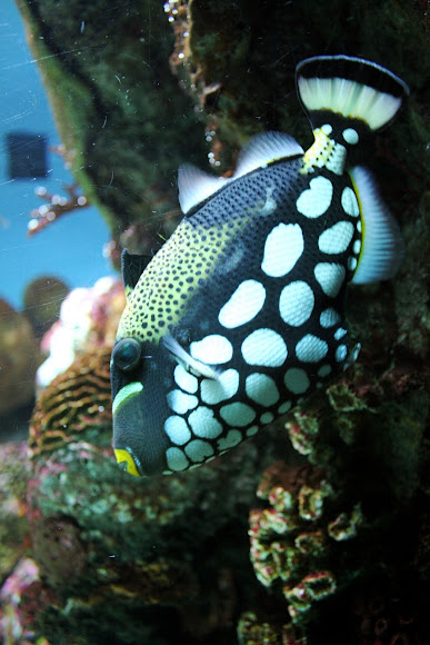 Clown Triggerfish | Project Noah