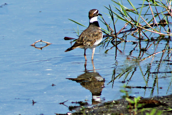 Killdeer and Solitary Sandpiper | Project Noah