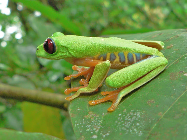 Tree frog | Project Noah