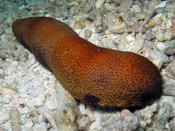 Brown Sandfish Sea Cucumber | Project Noah