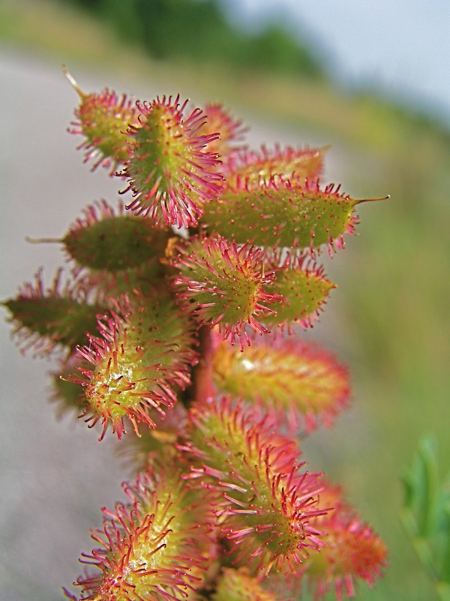 Common Sundew | Project Noah