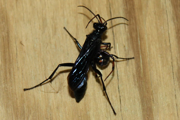 Blue-black spider wasp | Project Noah