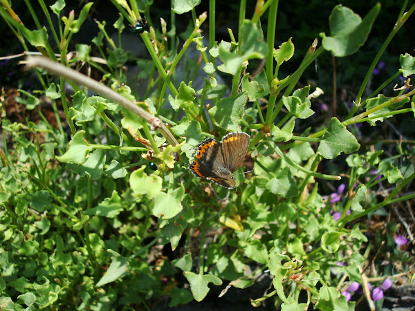 Sorrel Sapphire Butterfly | Project Noah