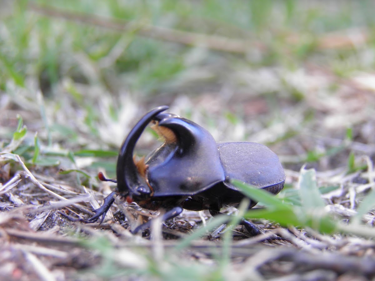 Diloboderus abderus (cascarudo- besouro - beetle) | Project Noah