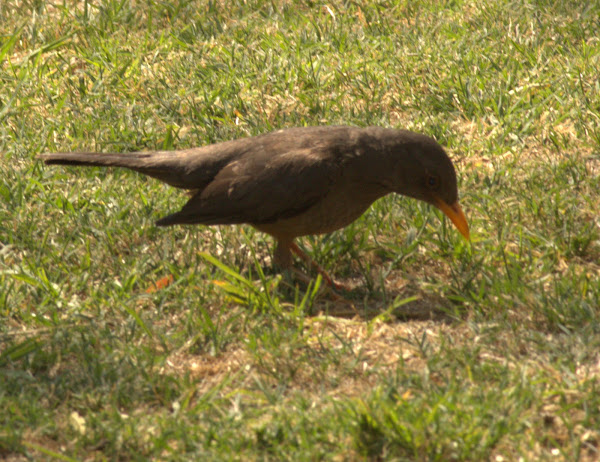 Karoo Thrush (Geelbek Lyster) | Project Noah
