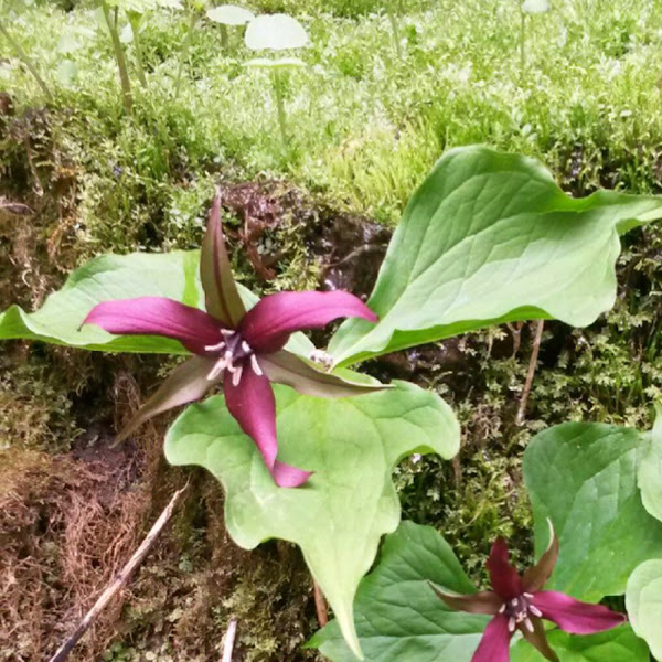 Red Trillium | Project Noah