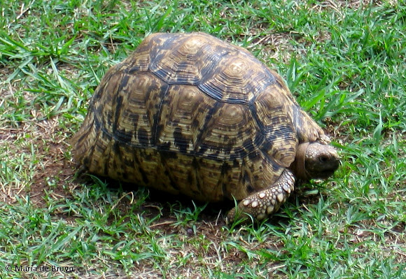 Leopard tortoise | Project Noah
