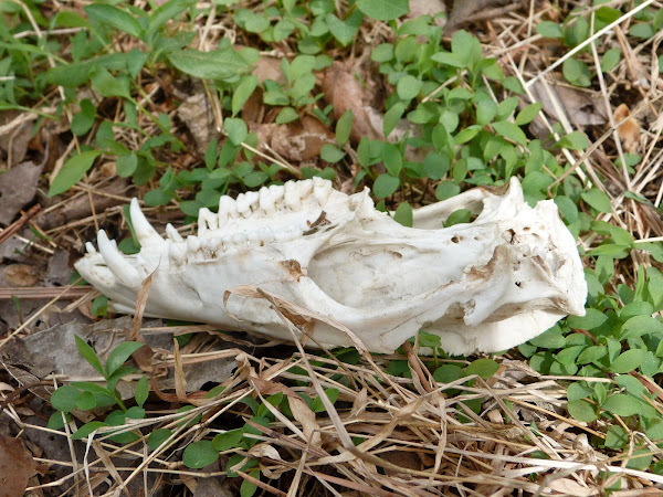 Virginia opossum (skull) | Project Noah
