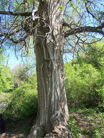 Macedonian Oak | Project Noah