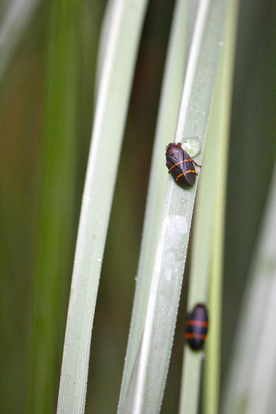 Two-Lined Spittlebug | Project Noah