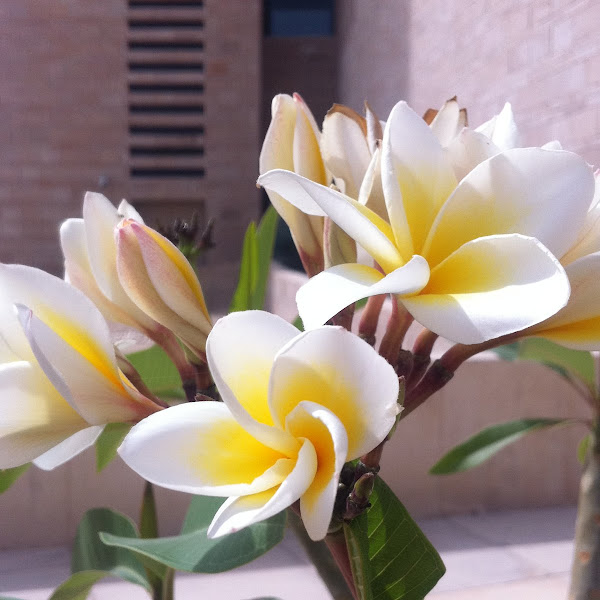 Spotting | Project Noah