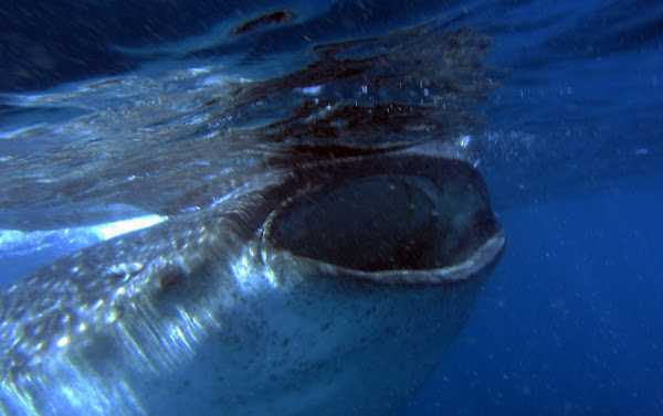 Whale Shark | Project Noah