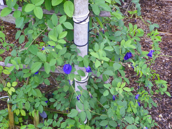 Blue Butterfly Pea Vine | Project Noah