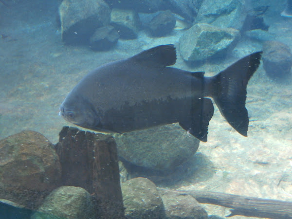 Black Pacu | Project Noah