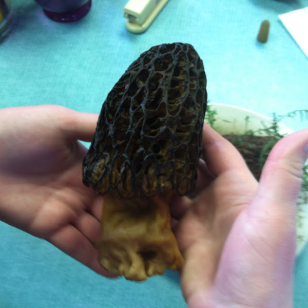 Black Morel | Project Noah