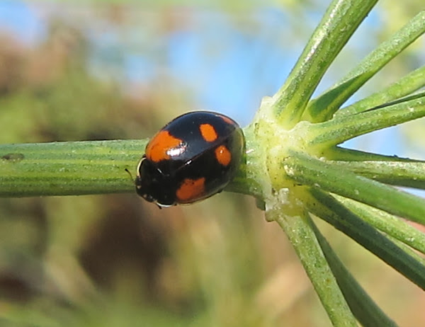 Melanistic Two-Spotted Ladybug | Project Noah