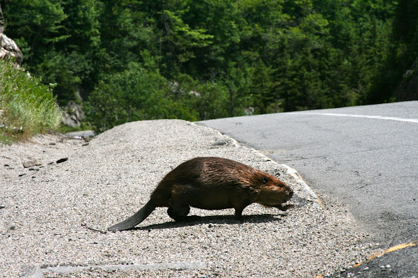 Beaver | Project Noah