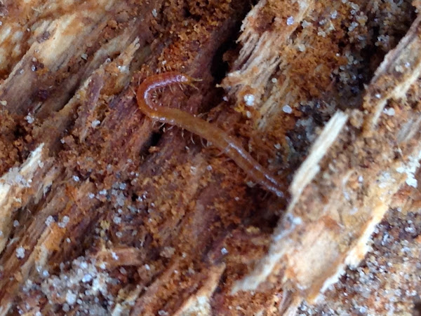 Soil Centipede | Project Noah
