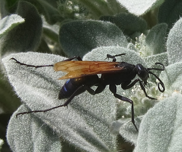Tarantula Hawk (female) | Project Noah