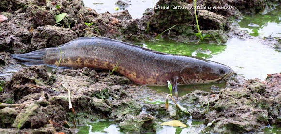 Snakehead murrel | Project Noah