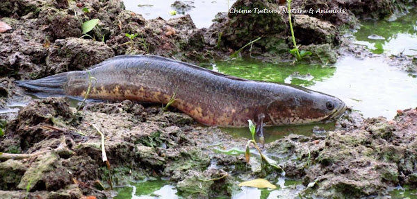 Snakehead murrel | Project Noah