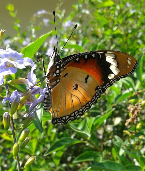 Danaid Eggfly | Project Noah