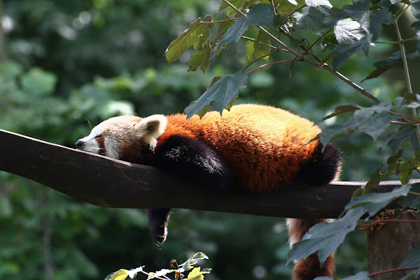 Red panda | Project Noah