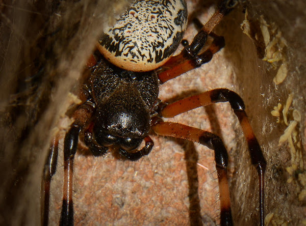 Hermit Spider (female) | Project Noah