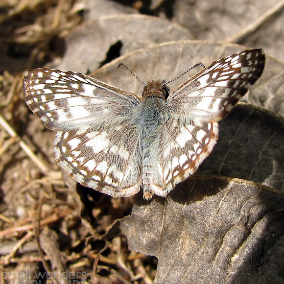 Tropical Checkered-Skipper - male | Project Noah