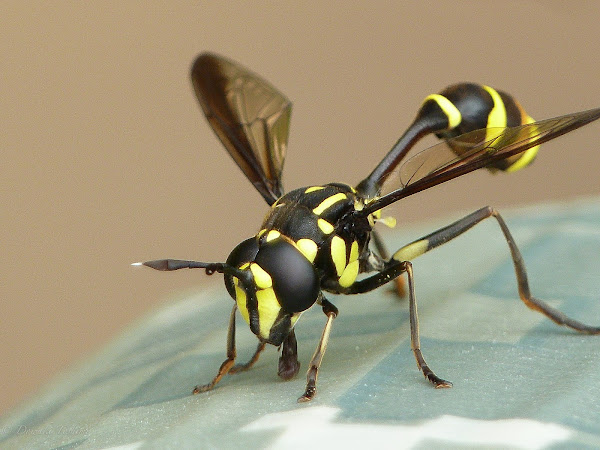 Wasp mimicking fly, Conopid fly | Project Noah