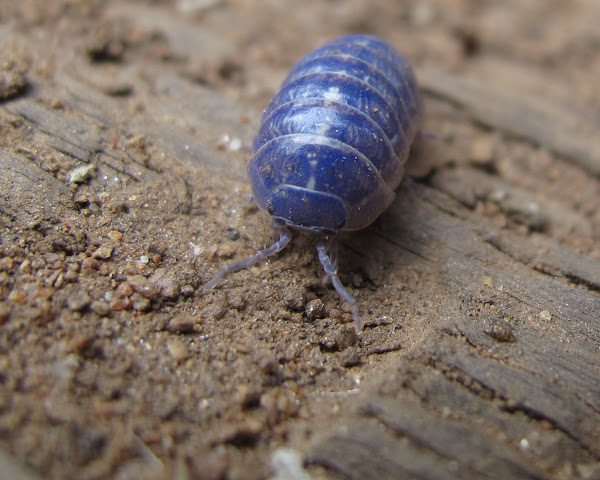 Woodlouse | Project Noah