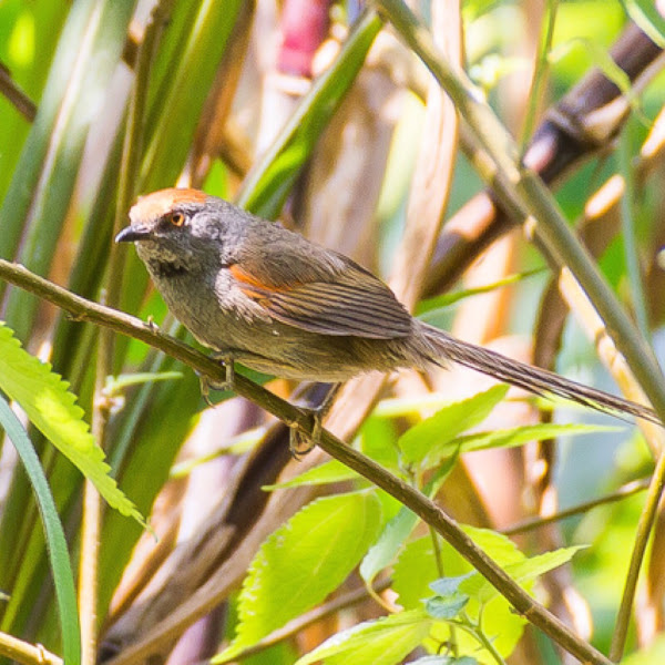 Spix's Spinetail | Project Noah