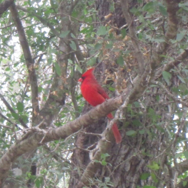 Cardinal | Project Noah