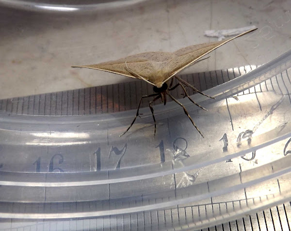 Triangle Moth | Project Noah