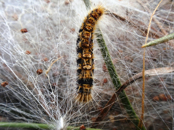 Lagarta do pinheiro, lagarta processionária | Project Noah