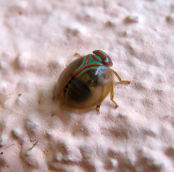 Round Issid Bug | Project Noah