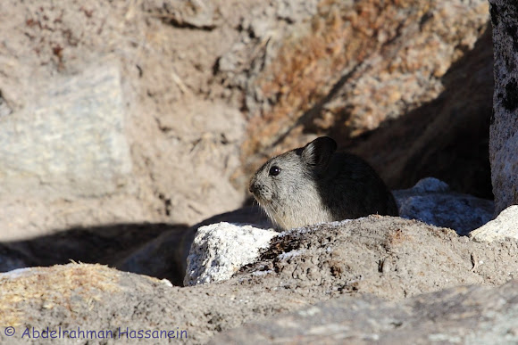 Himalayan Pika | Project Noah