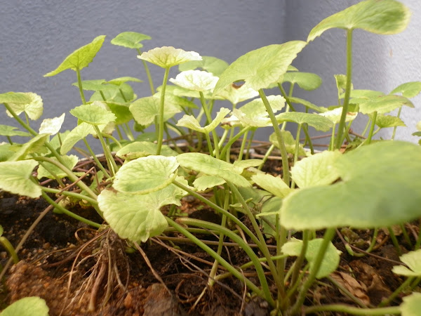 Centella/Gottu Kola | Project Noah